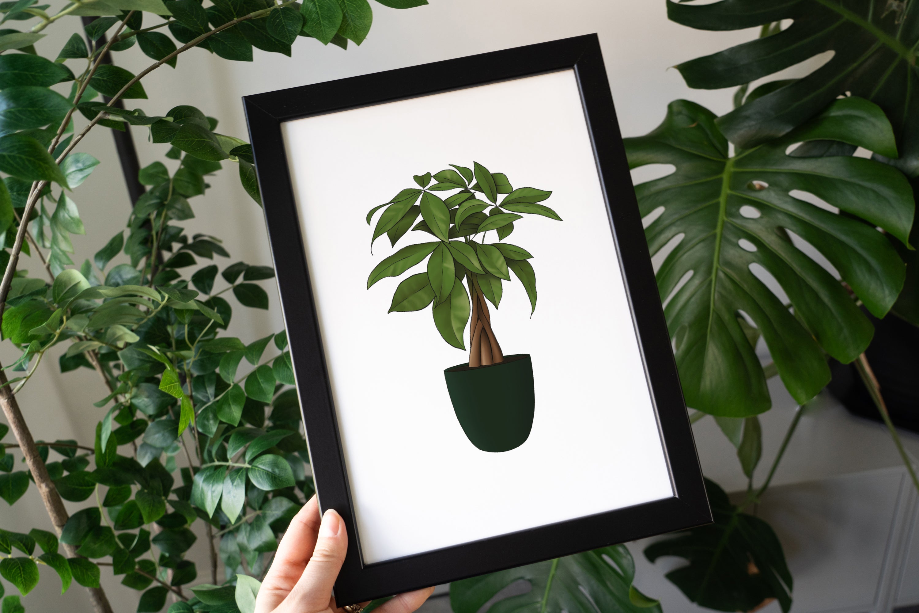 Money Tree Houseplant Art Print – Hayley Jade Design Studio